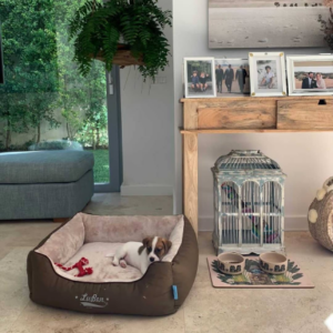 LuBen - Conforto e estilo para o seu animal doméstico - LuBen - LuBen é ...