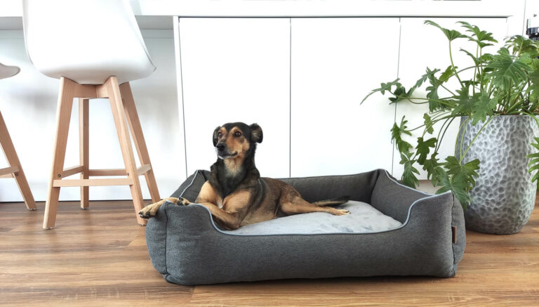 LuBen - Conforto e estilo para o seu animal doméstico - LuBen - LuBen é ...